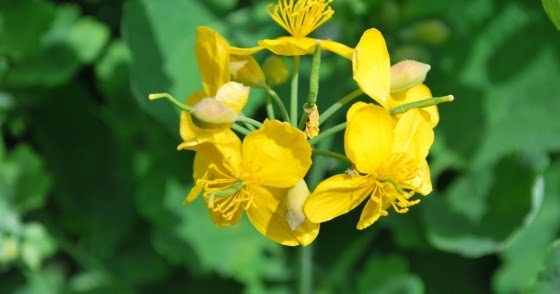 Tinctura de rostopasca face minuni - Pinguinul machitor, informatii machite