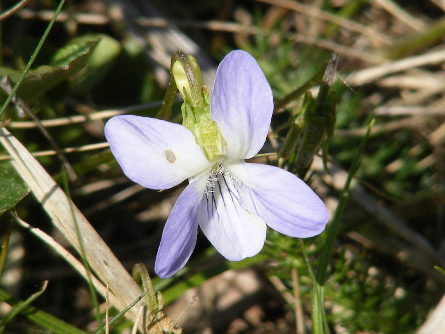 Loire Valley Nature: Pale Dog Violet - Viola lactea