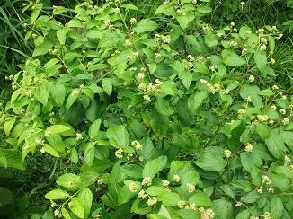 Humedales en Puerto Rico Papo Vives et al: OSVALDO DE JESUS II CAÑO ...