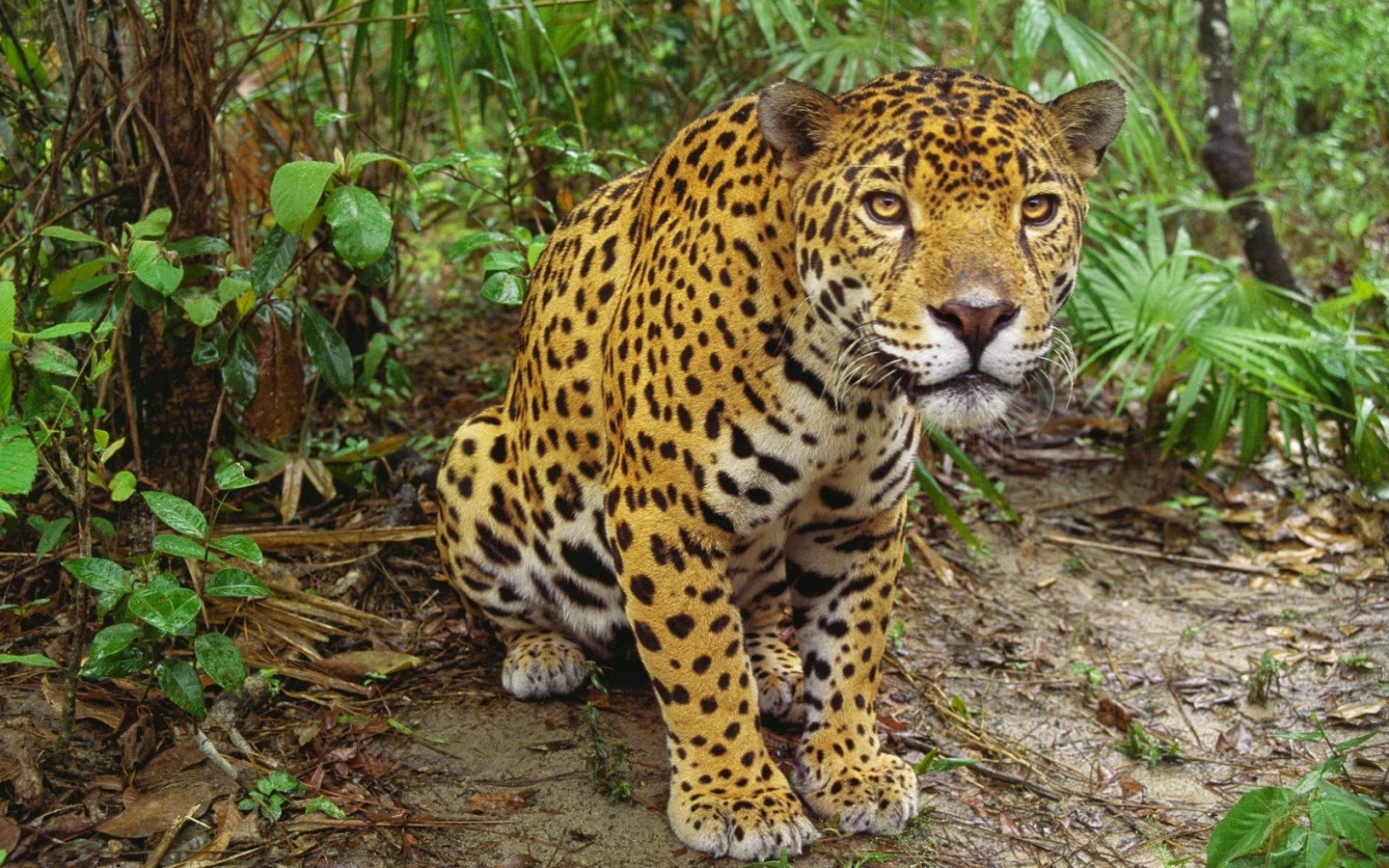 Animals of the world: Leopard