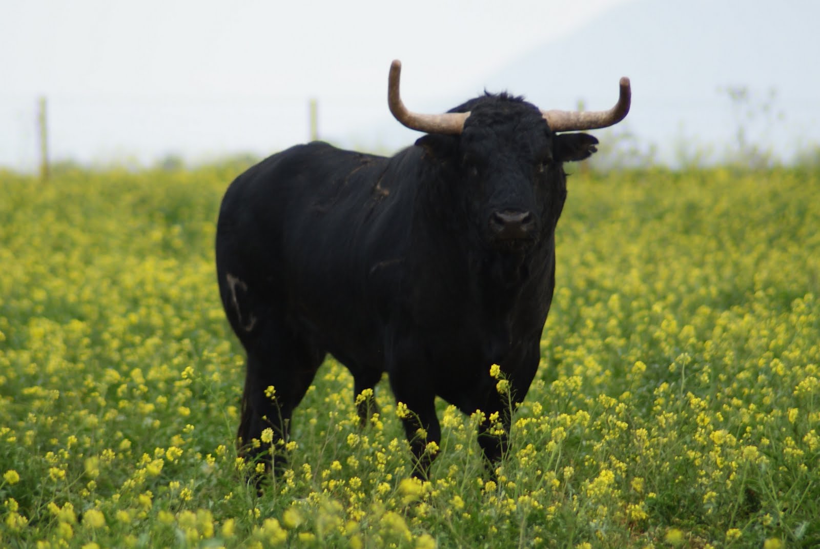 aficionats al bou: Toro para Mayo 2011(Peña el Trasto)