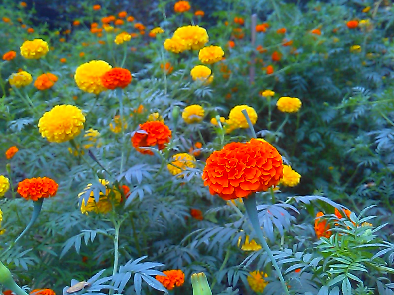 Own Cactus: MARRY GOLD MARRY GOLD