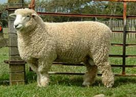 Jenis Domba Unggul Bisa Didapatkan Dengan Cara Ini | Gemar Ternak dan ...