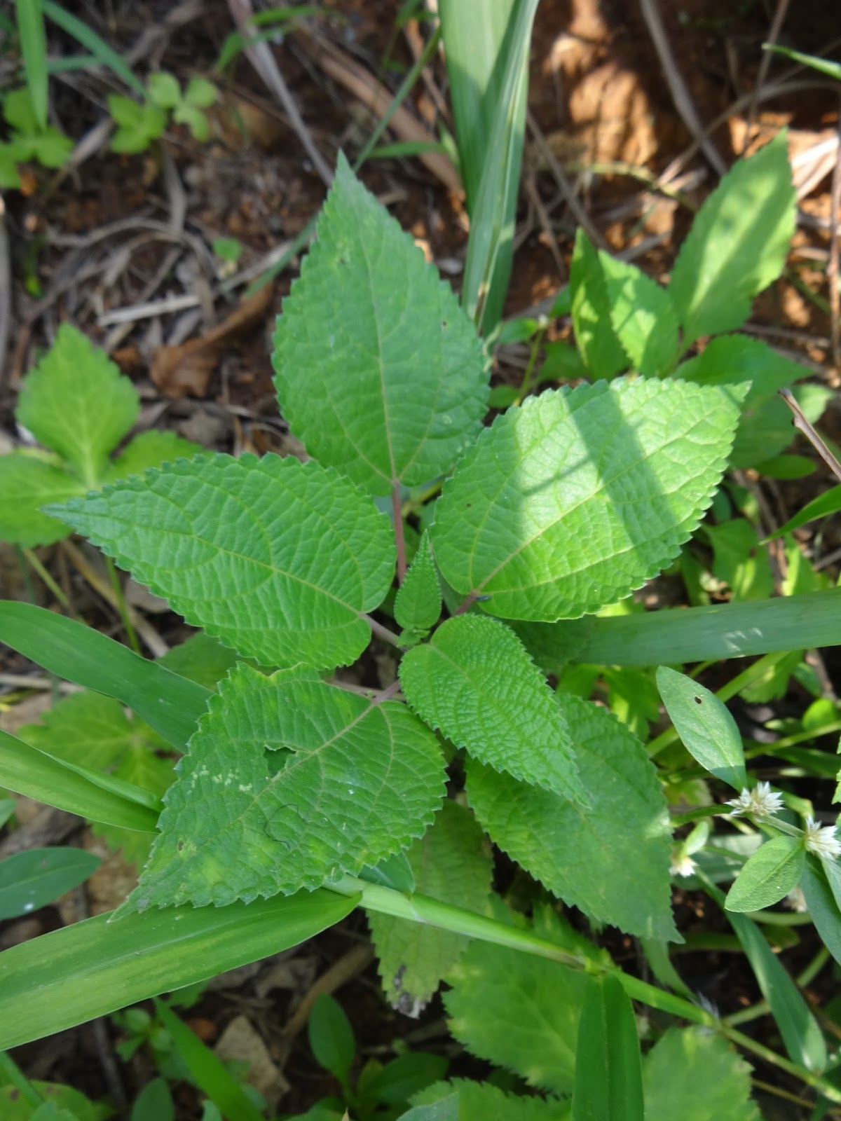 Herbs from Distant Lands: Pipturus spp. - Mamaki Tea, Handalamay, Armwe ...