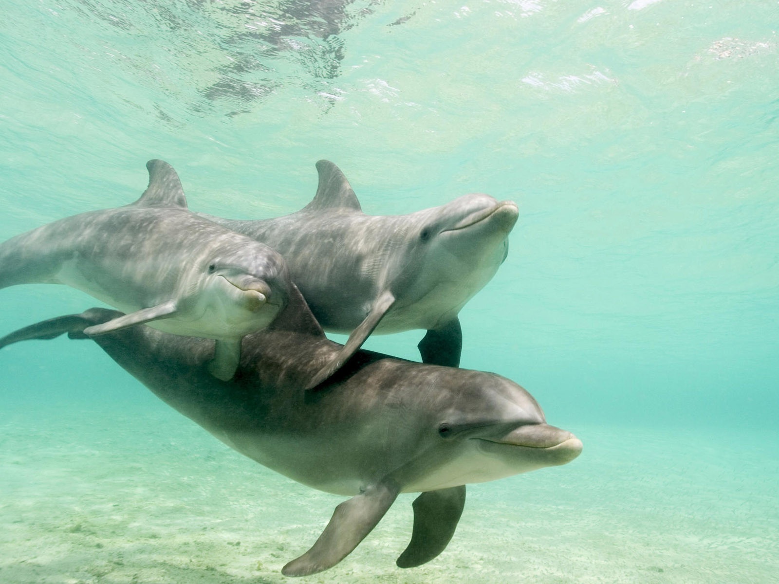 previews wallpaper: Dolphin Smile