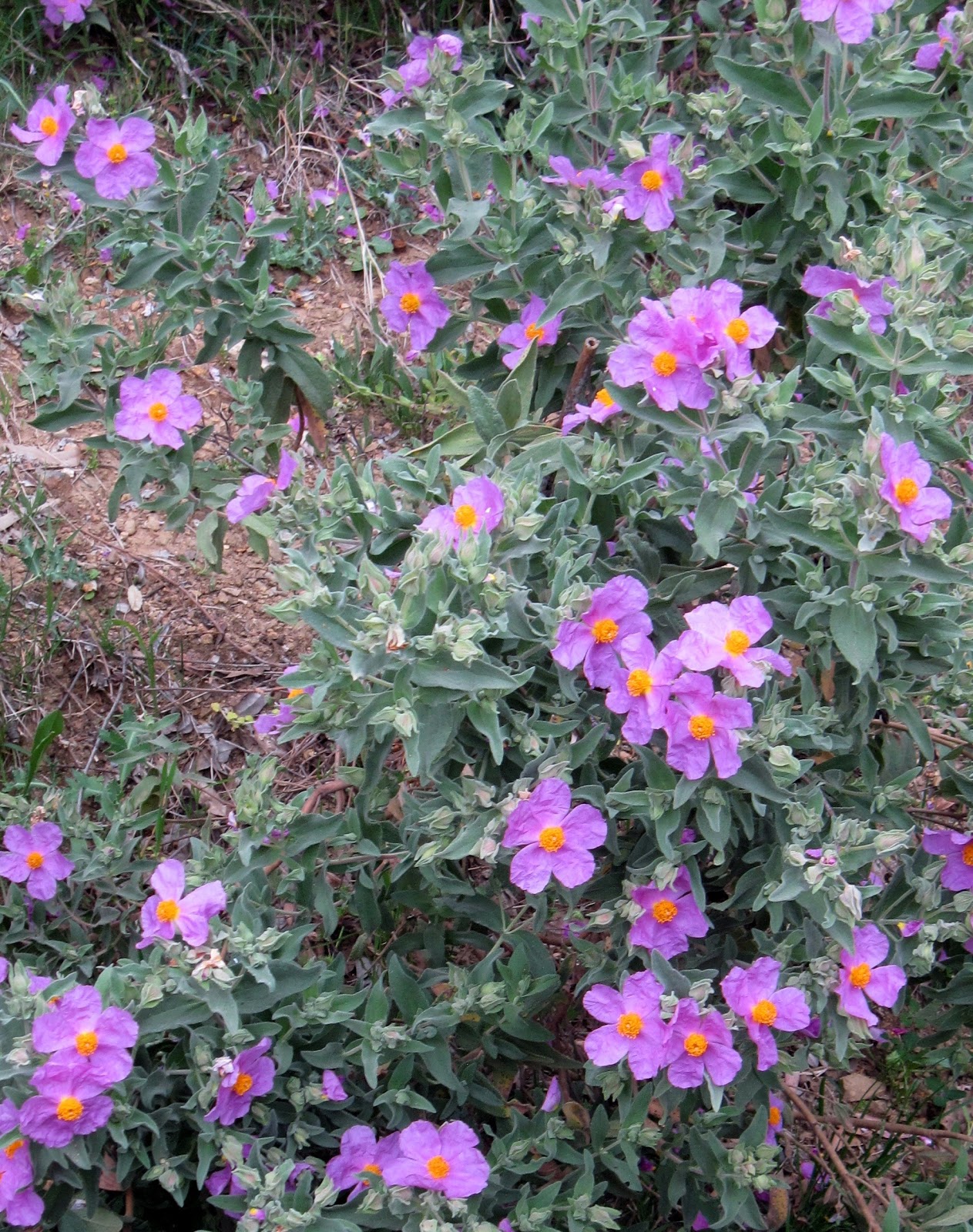 Perrenials flowers *White-leaved rock rose *Cistus albidus*1 plant ...