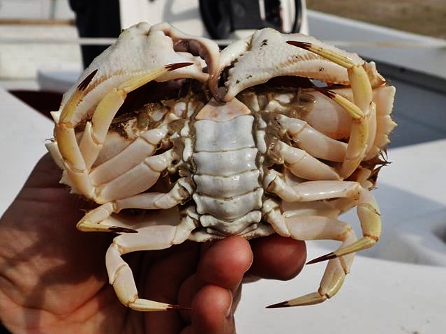 Biodiversity of Cyprus by NGO Protection of the Natural Heritage and ...