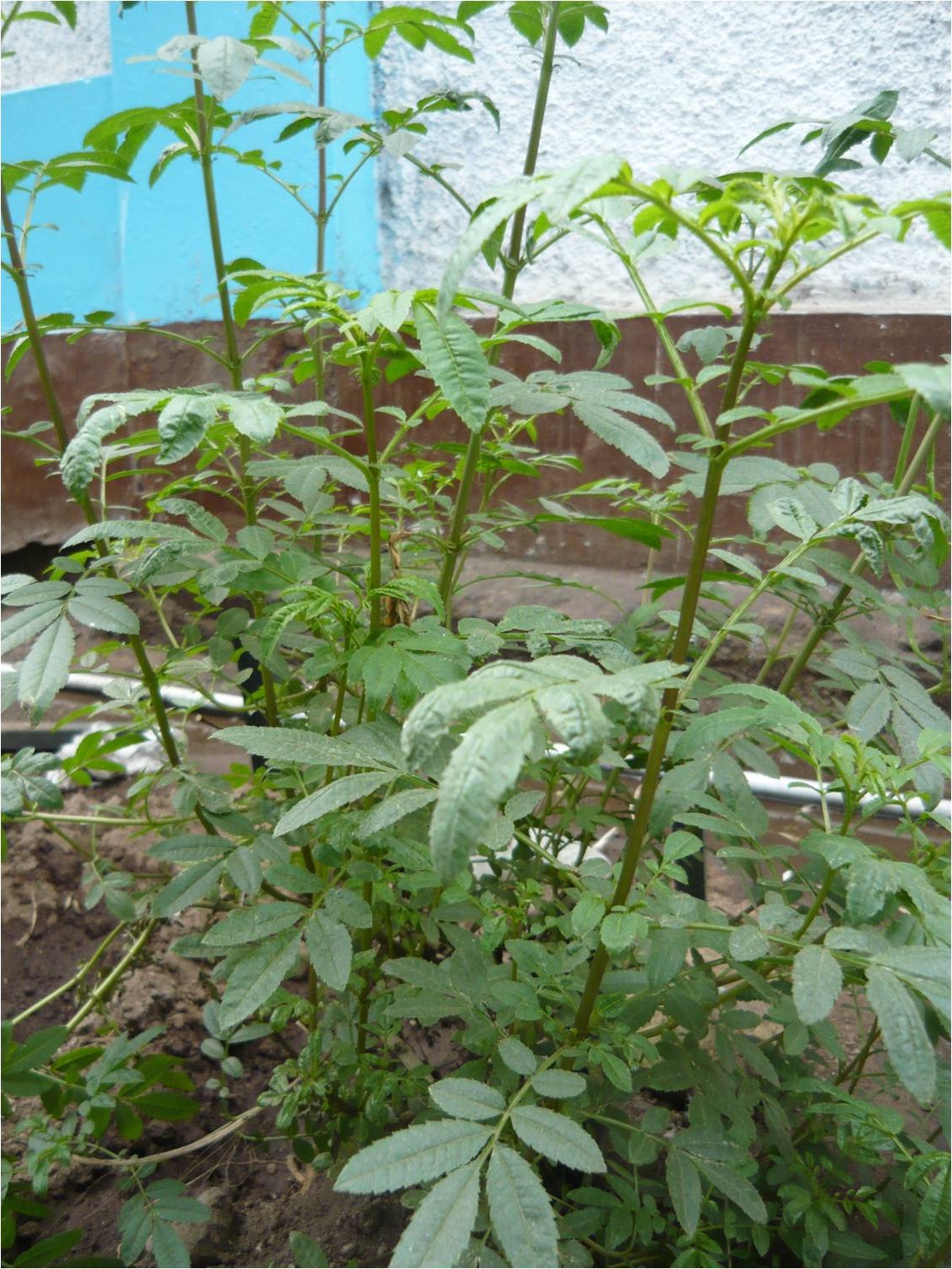 ALTERNATIVA ECOLÓGICA: CULTIVO DE CHINCHO