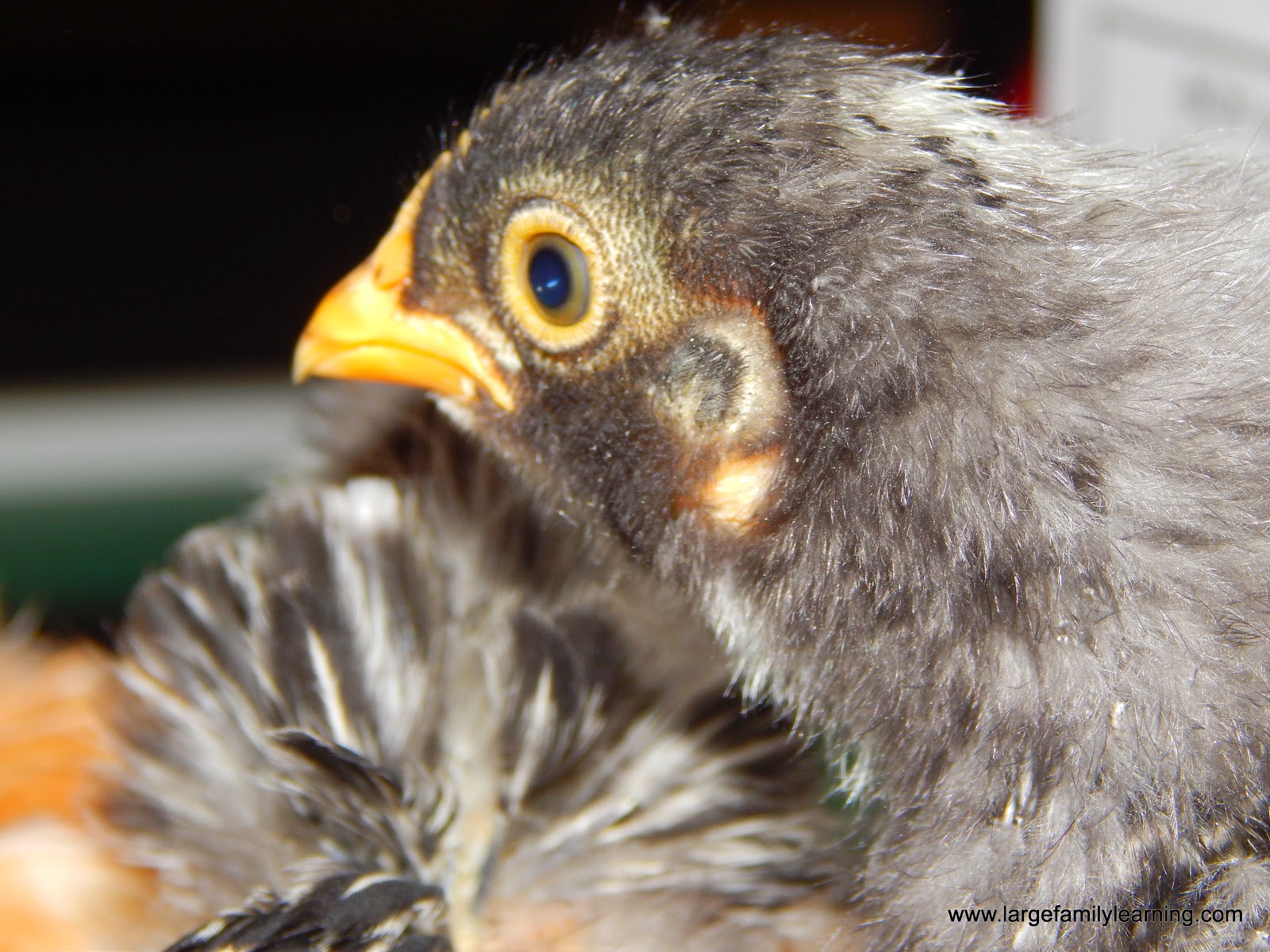 Large Family Learning : Raising Baby Chicks: 3 Weeks Old