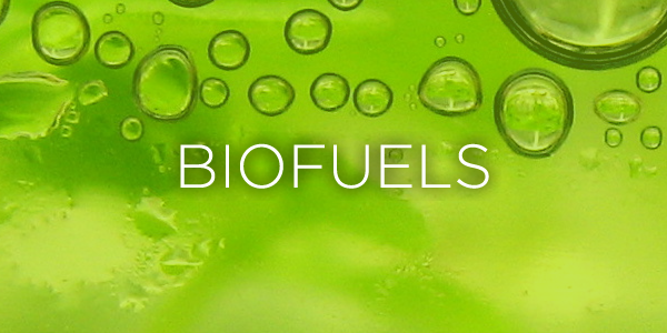 All about Palm Oil: Sustainable Biofuels