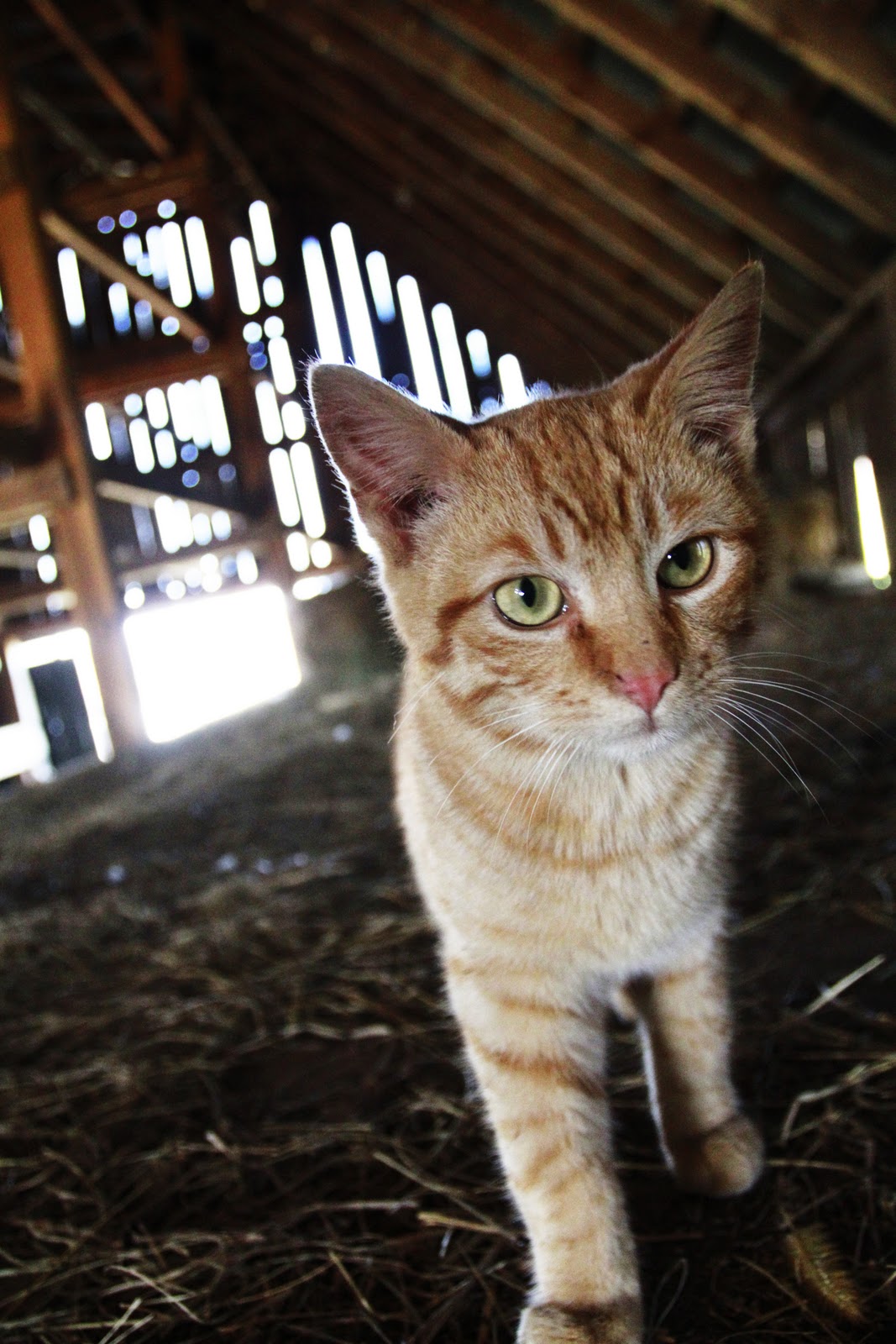 Friends of Powell County's Pets: Barn Kitties to the Rescue!