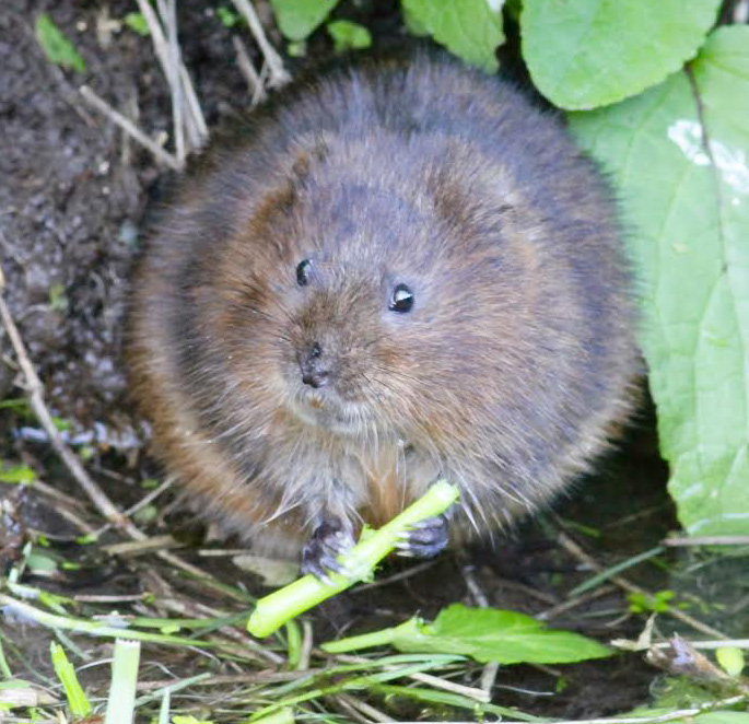Water voles - Beverley