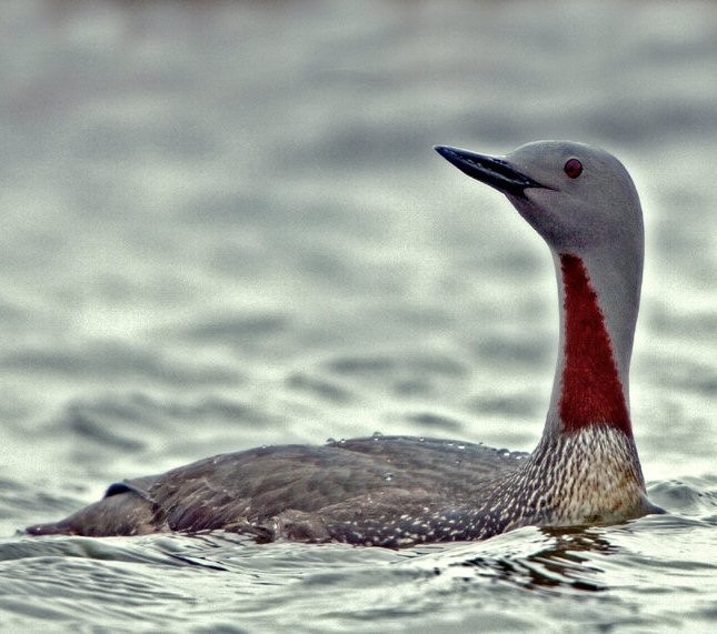 Carmichael Watson Project Blog: Rain-Goose: A Weather Forecaster