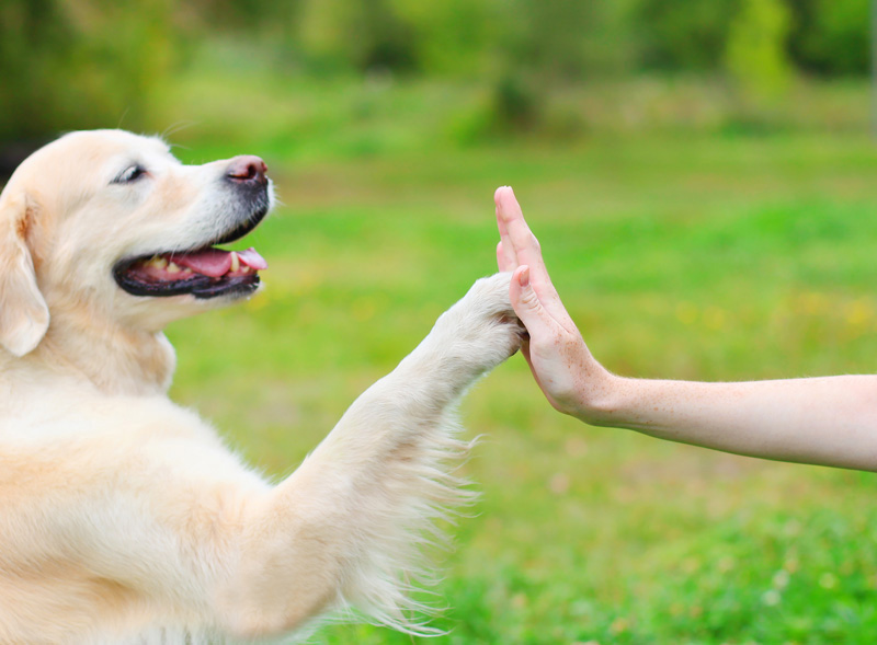 Reasons to Be Positive About Being Positive in Dog Training
