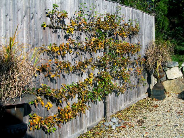 Diane Carnevale: Espaliered pear tree
