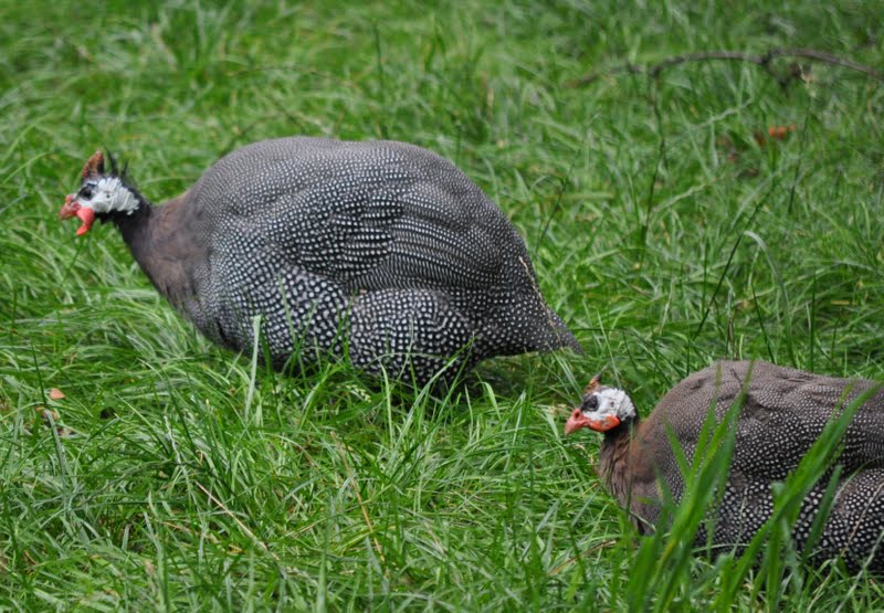 ZOOTOGRAFIANDO (5.836 ANIMALS): PINTADA COMÚN / HELMETED GUINEAFOWL ...