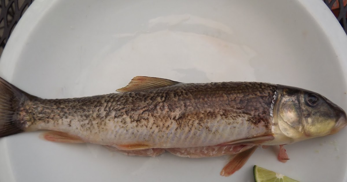 Can You Eat Sucker Fish