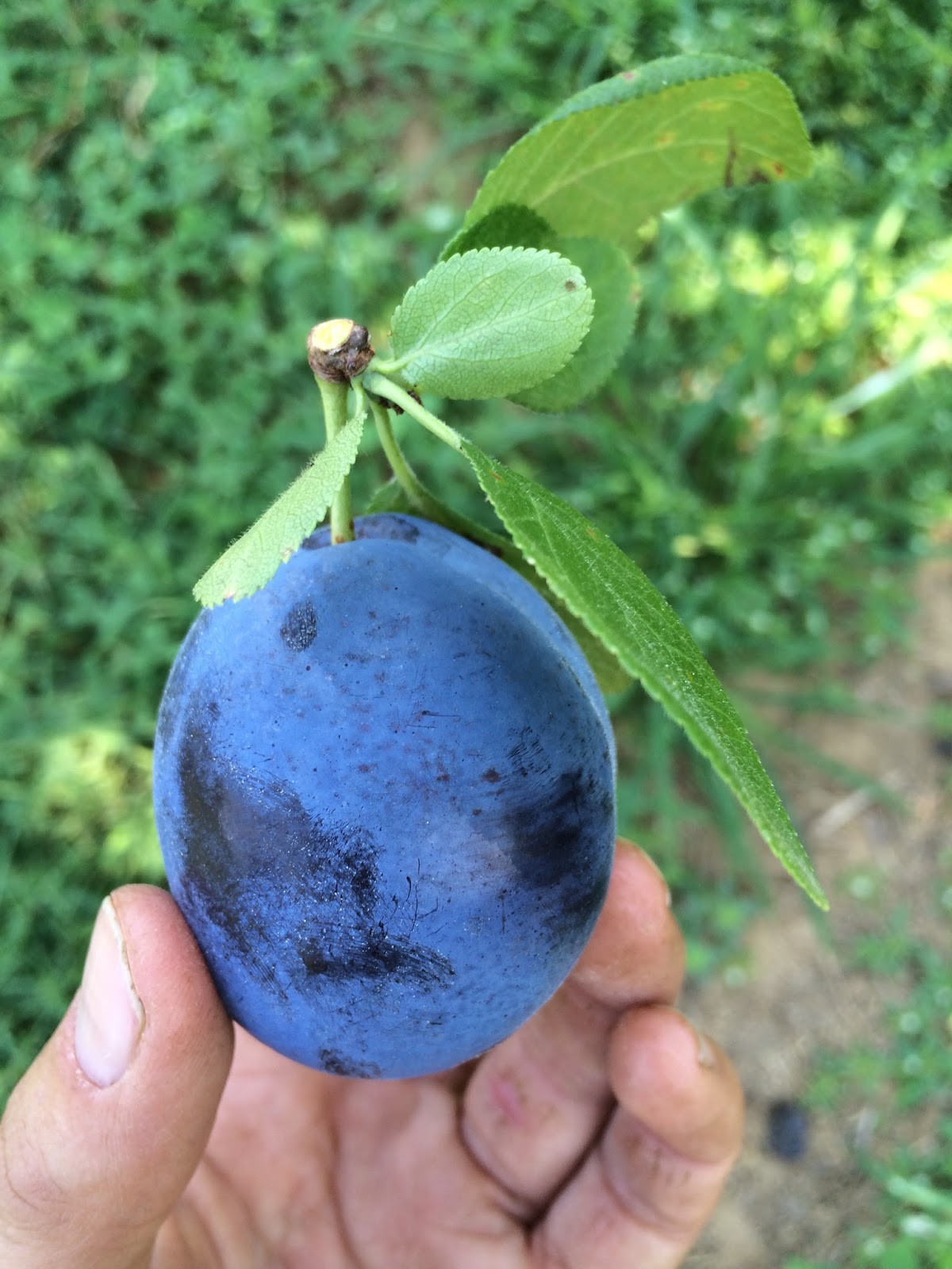 Robson's Farm: Plum Jam