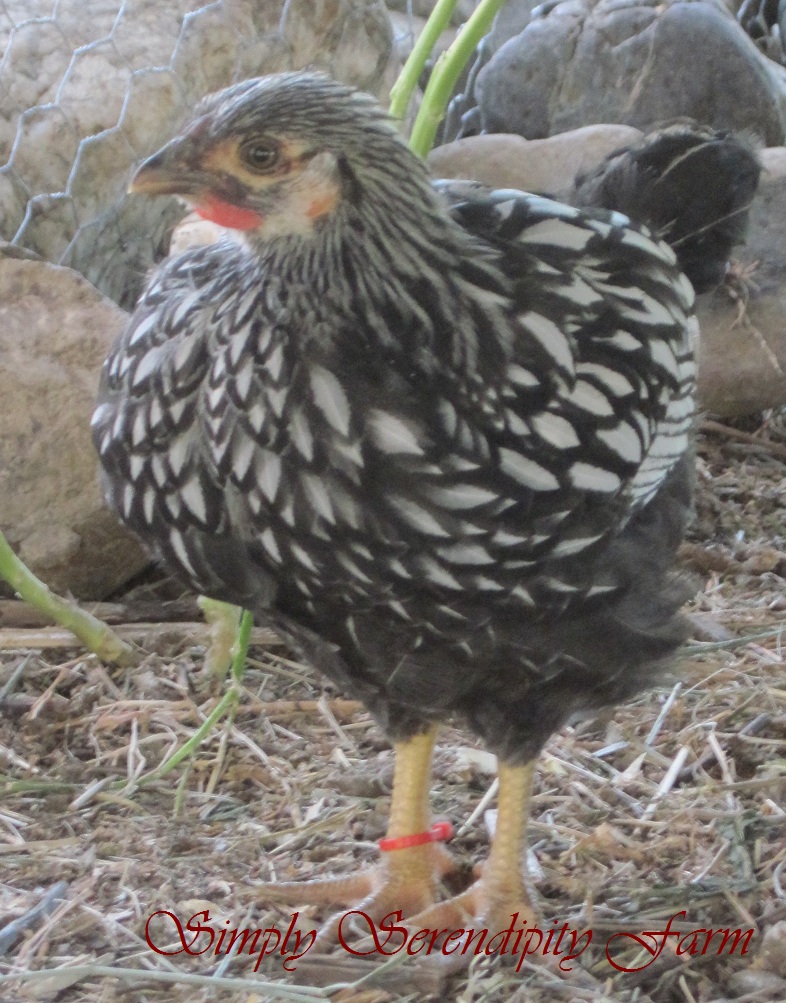 simple farm girl: Silver Laced Chicks