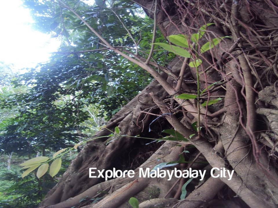 EXPLORE MALAYBALAY CITY: The Endangered Spring of Cabangahan