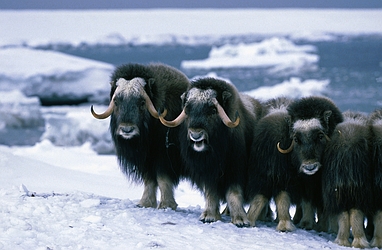Musk ox | The Life of Animals