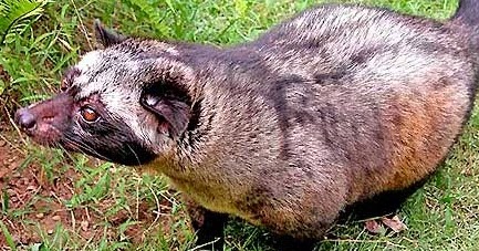 Cara Budidaya Luwak Untuk Seleksi Kopi Berkualitas | Cari Kerja Yuk