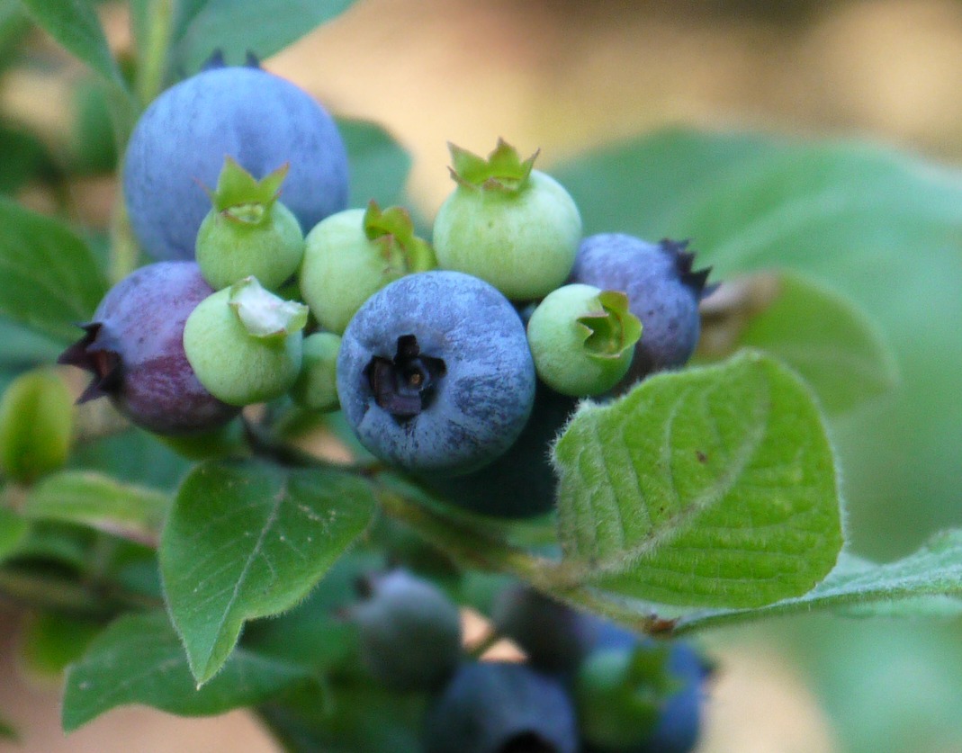 Sense and Simplicity: Inspired by Blueberries