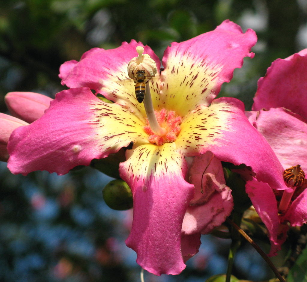 Paineira-rosa - Ceiba speciosa
