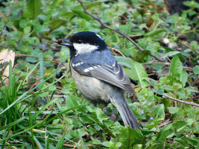 PASARI DIN ROMANIA: PITIGOI DE BRADET, Periparus ater