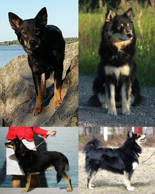 Saletisti Suomenlapinkoiria: Lapinporokoira pennut 2017