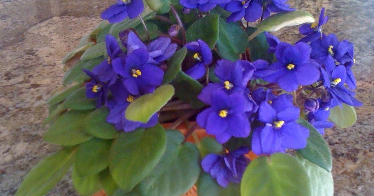 JeffCo Master Gardeners: Care for African Violets by Vicky Spelman