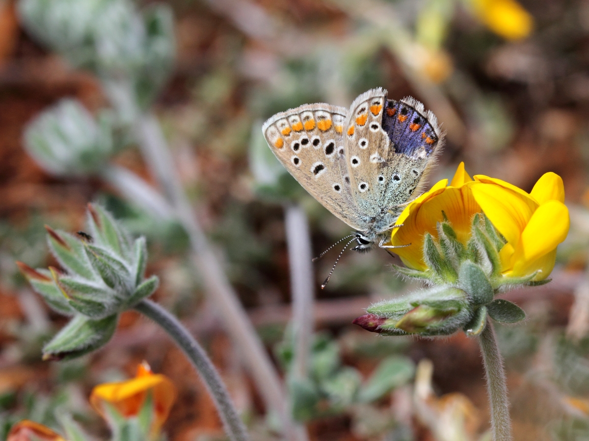 Butterflies of the Western Palearctic: An updated European species list