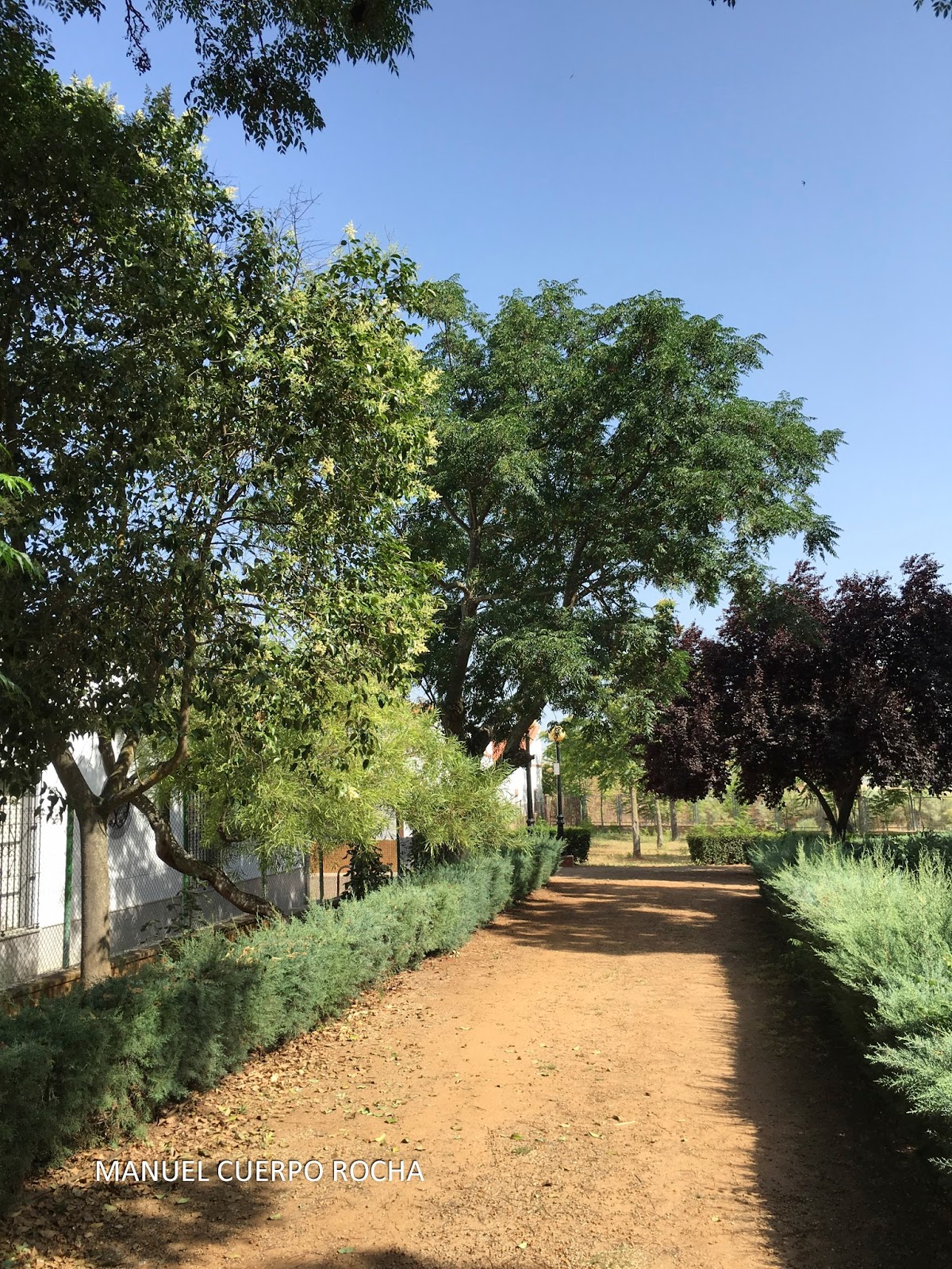 PARQUE MUNICIPAL DE MONTIJO: 7. FLORA DEL PARQUE MUNICIPAL (1). ÁRBOLES.