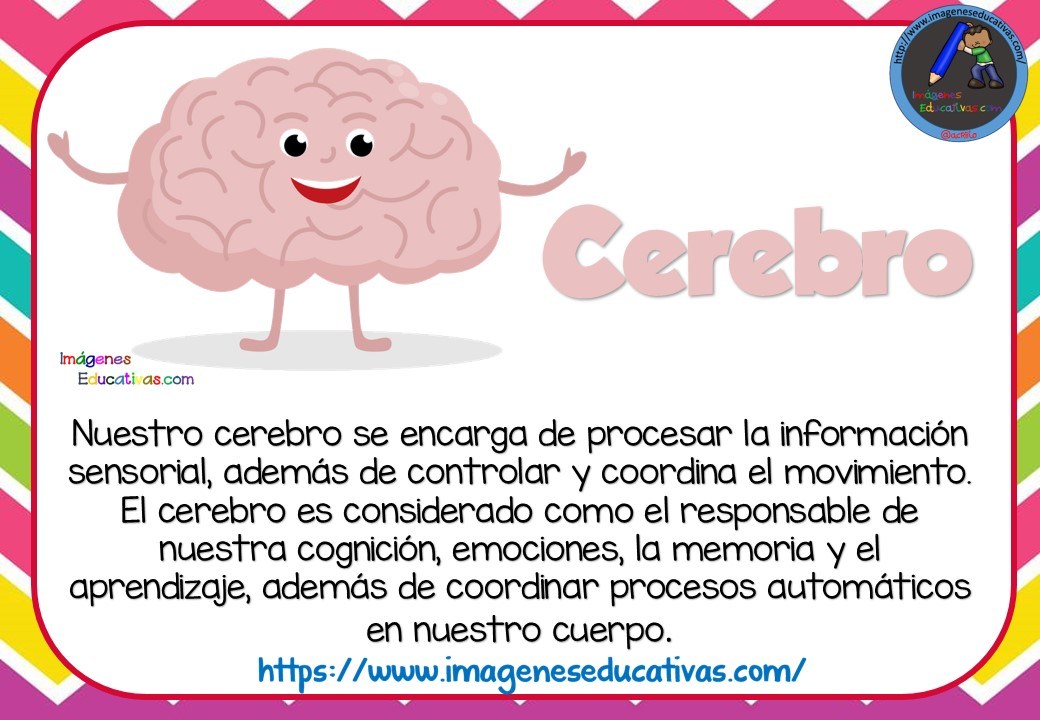 SGBlogosfera. María José Argüeso: CONOCEMOS NUESTROS ÓRGANOS