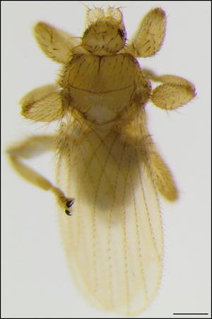 Variety of Life: Streblidae