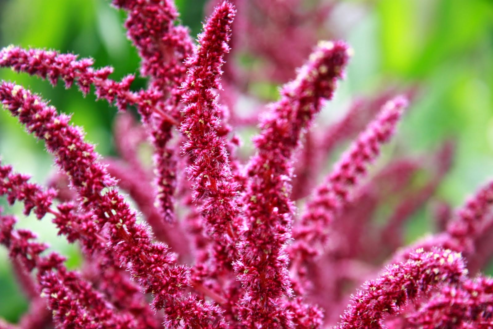 Planta de Amaranto wallpapers