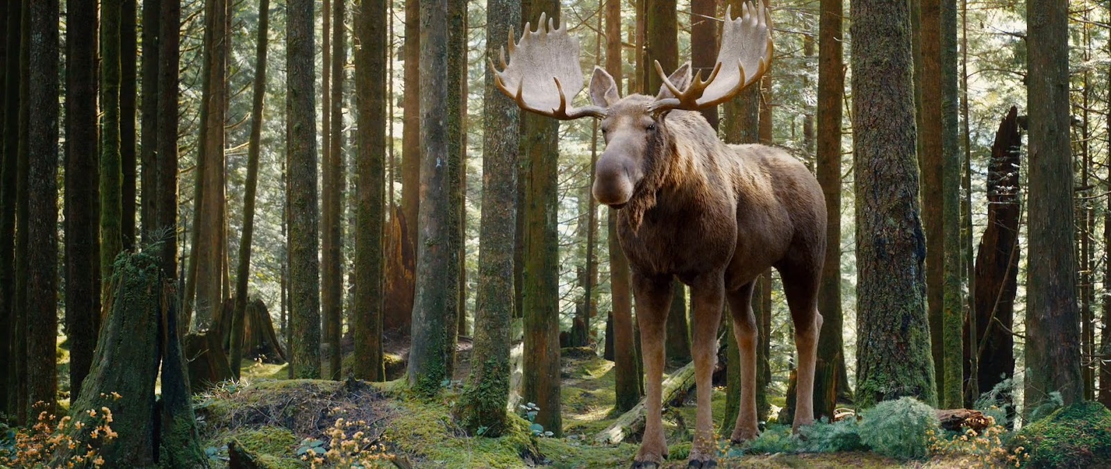 CGI Animals & Creatures Reel by The Mill | Computer Graphics Daily News