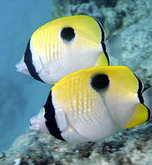 D' Ocean Aquarium: Ikan Kepe kepe (Butterfly Fish)