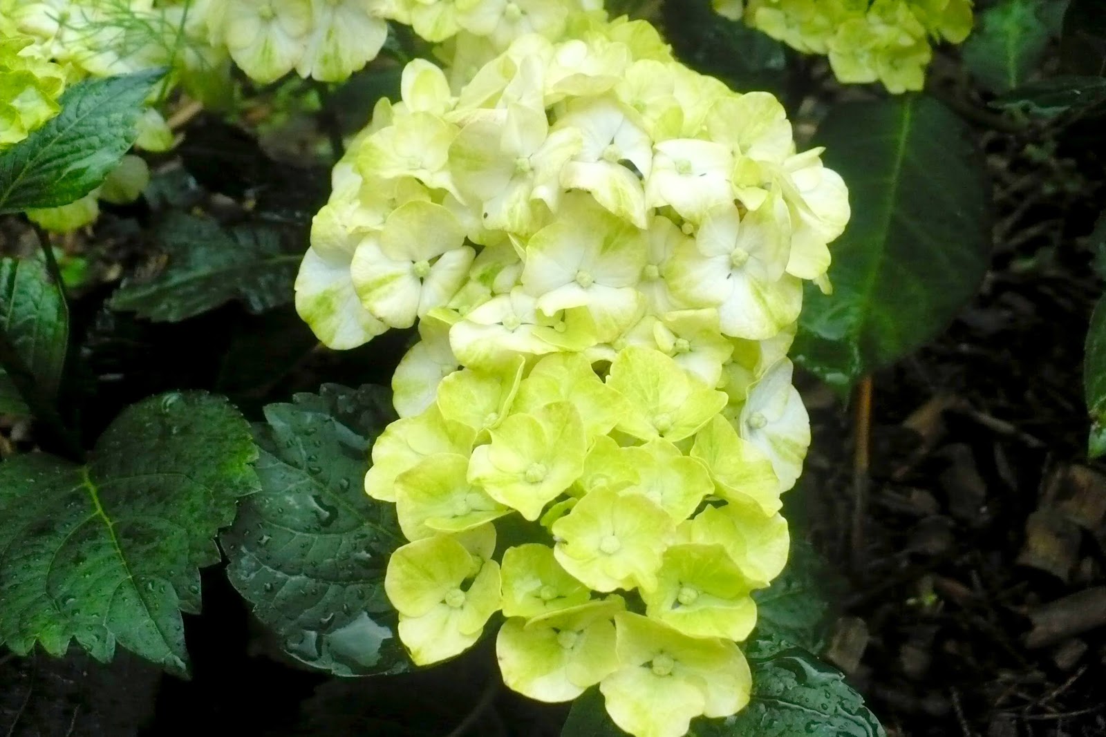 Hydrangea, Hortensja: Hydrangea macrophylla (Hortensja ogrodowa ...