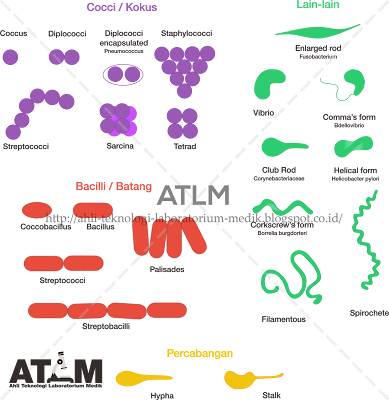 Mengenal Morfologi Bentuk Sel, Koloni dan Flagella Pada Bakteri — ATLM