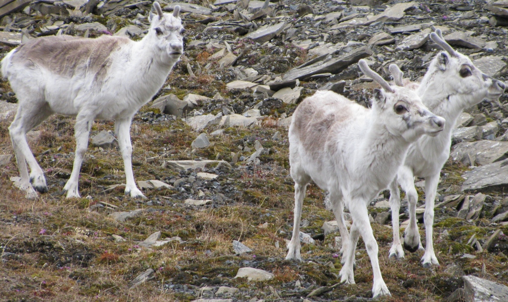 High Alert: A Hike Out To The Tragic Box-Top 22 Crash Site