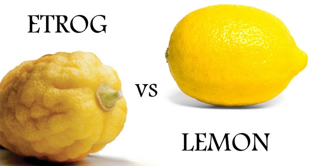 Beit Netzarim Judaism: Etrog VS Lemon