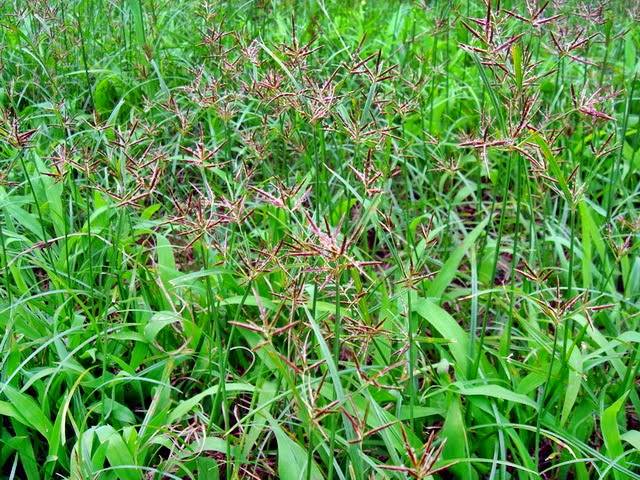 Usir Deman Dengan Rumput Teki - Seputar Herbal