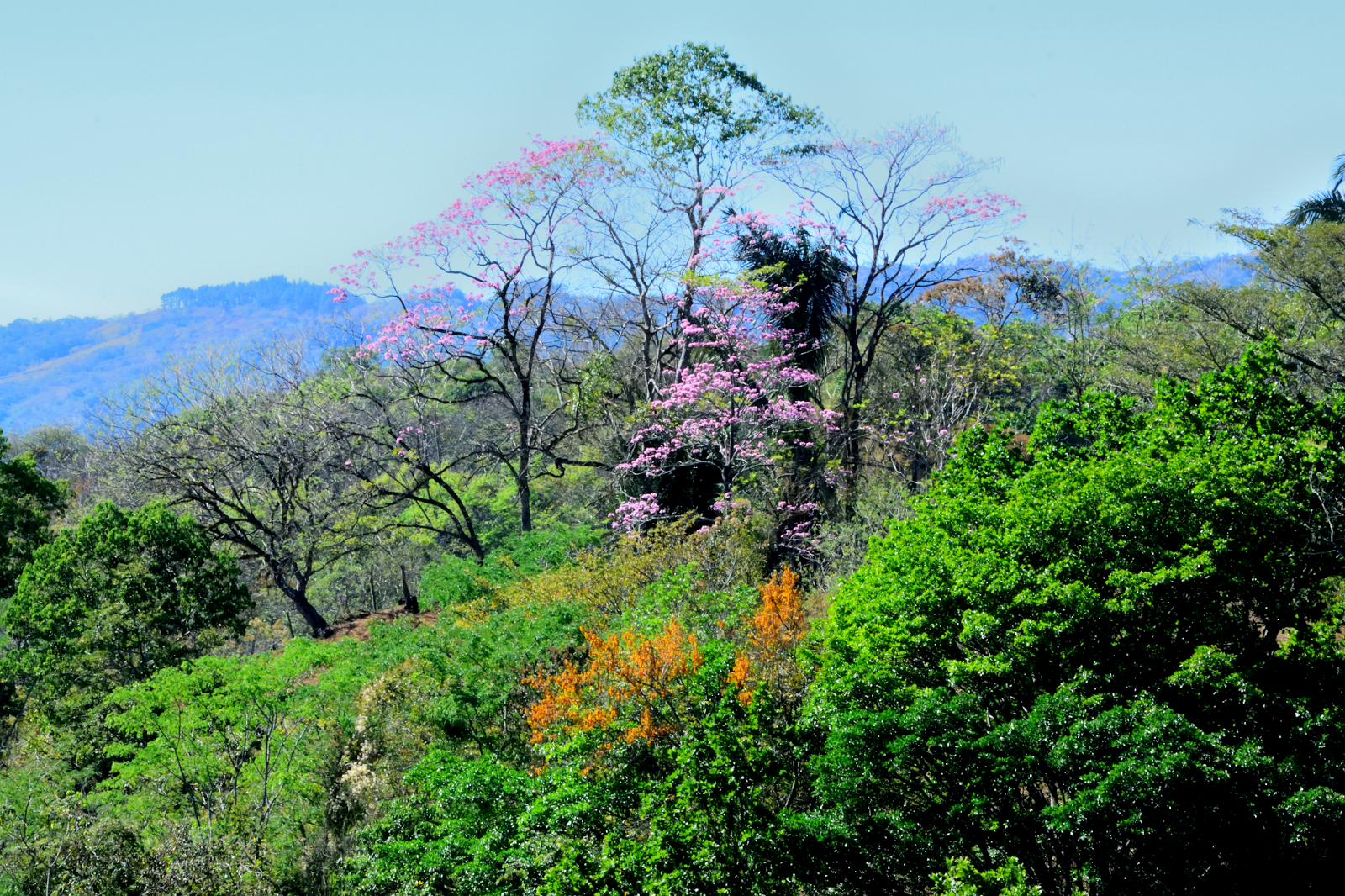 Tree Flower Color in Valley