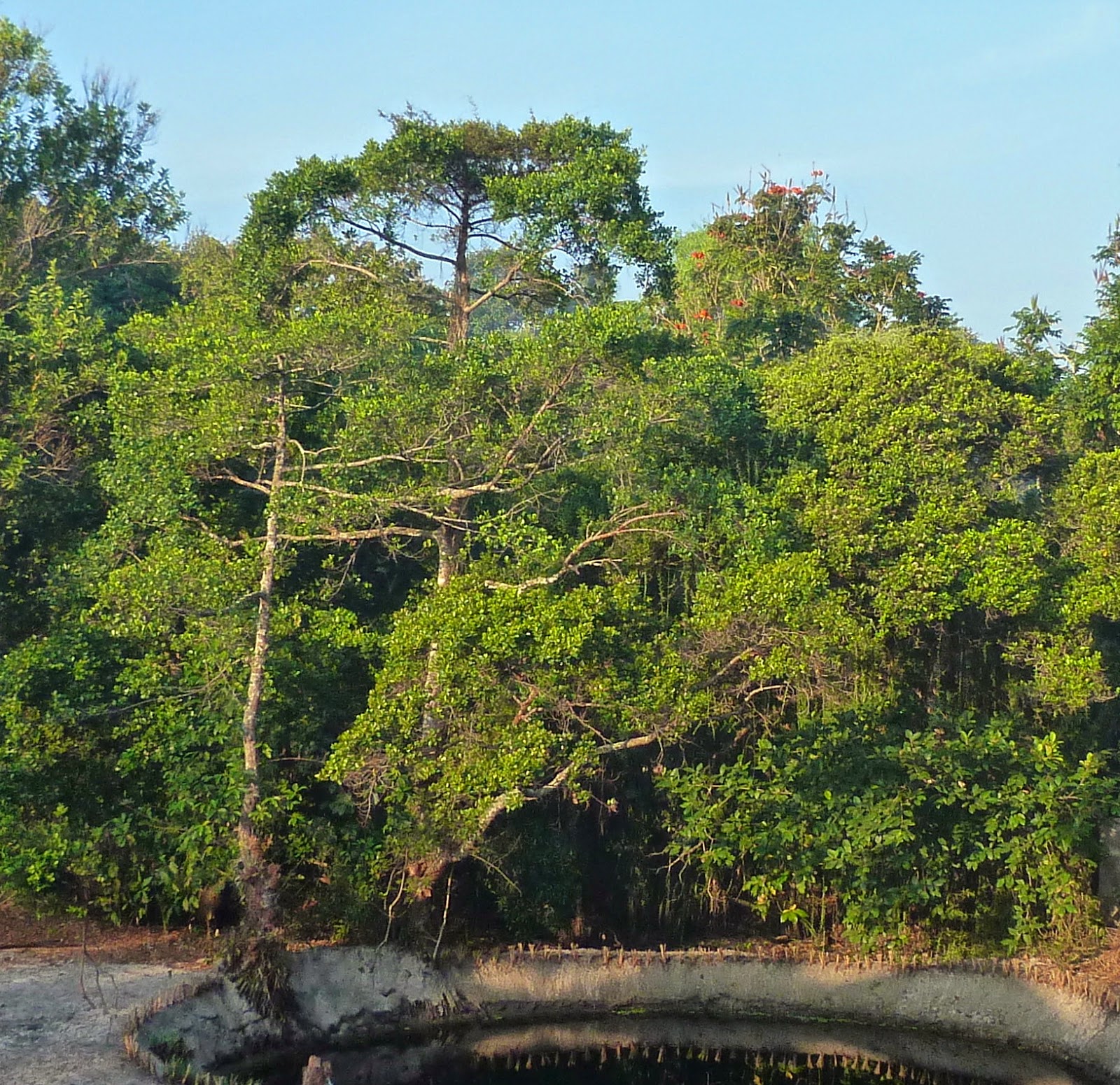 Sylvianderland – moments and thoughts: Tree Goddesses in our Garden