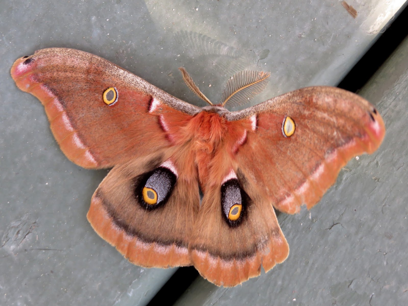 Nature Moncton Information Line: jULY 8 2015