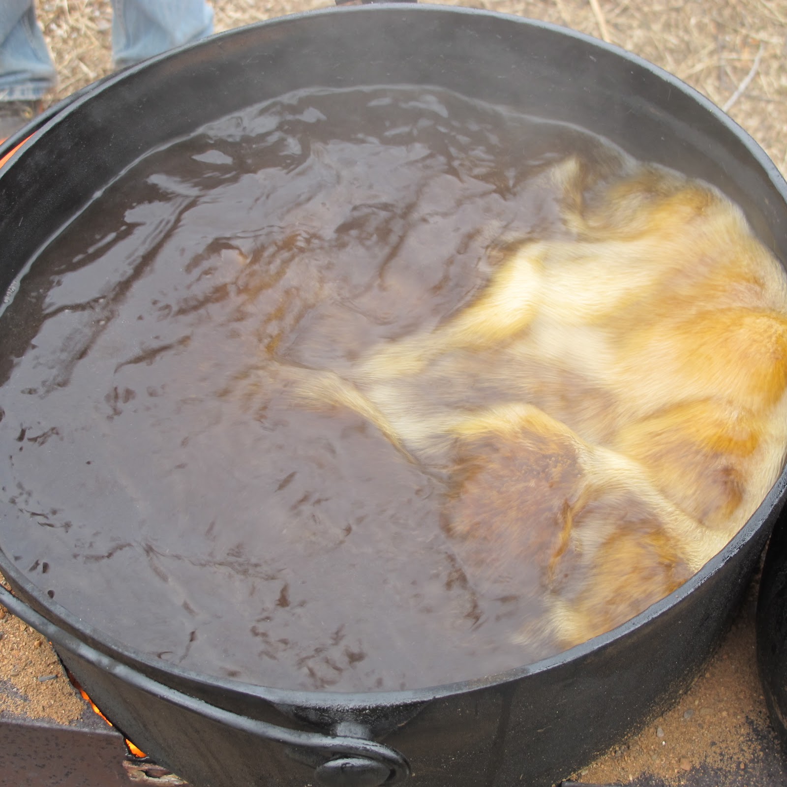 Five Forty at Home: Birch Syrup Experiment