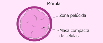 CAPAS GERMINALES DEL EMBRIÒN