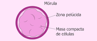CAPAS GERMINALES DEL EMBRIÒN