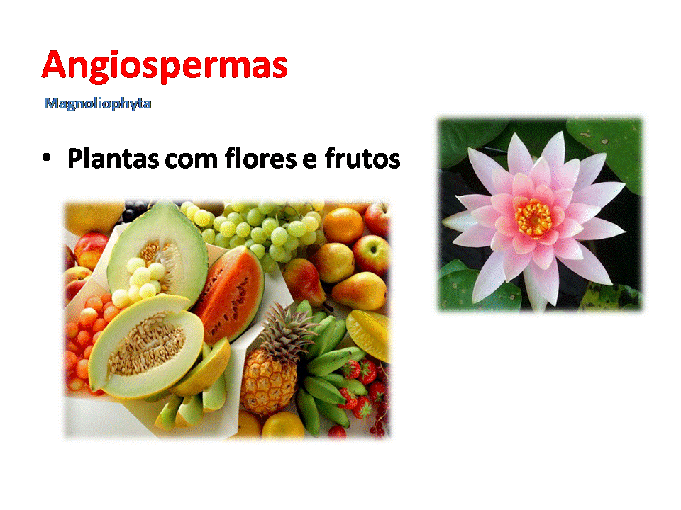 Tipos De Angiospermas